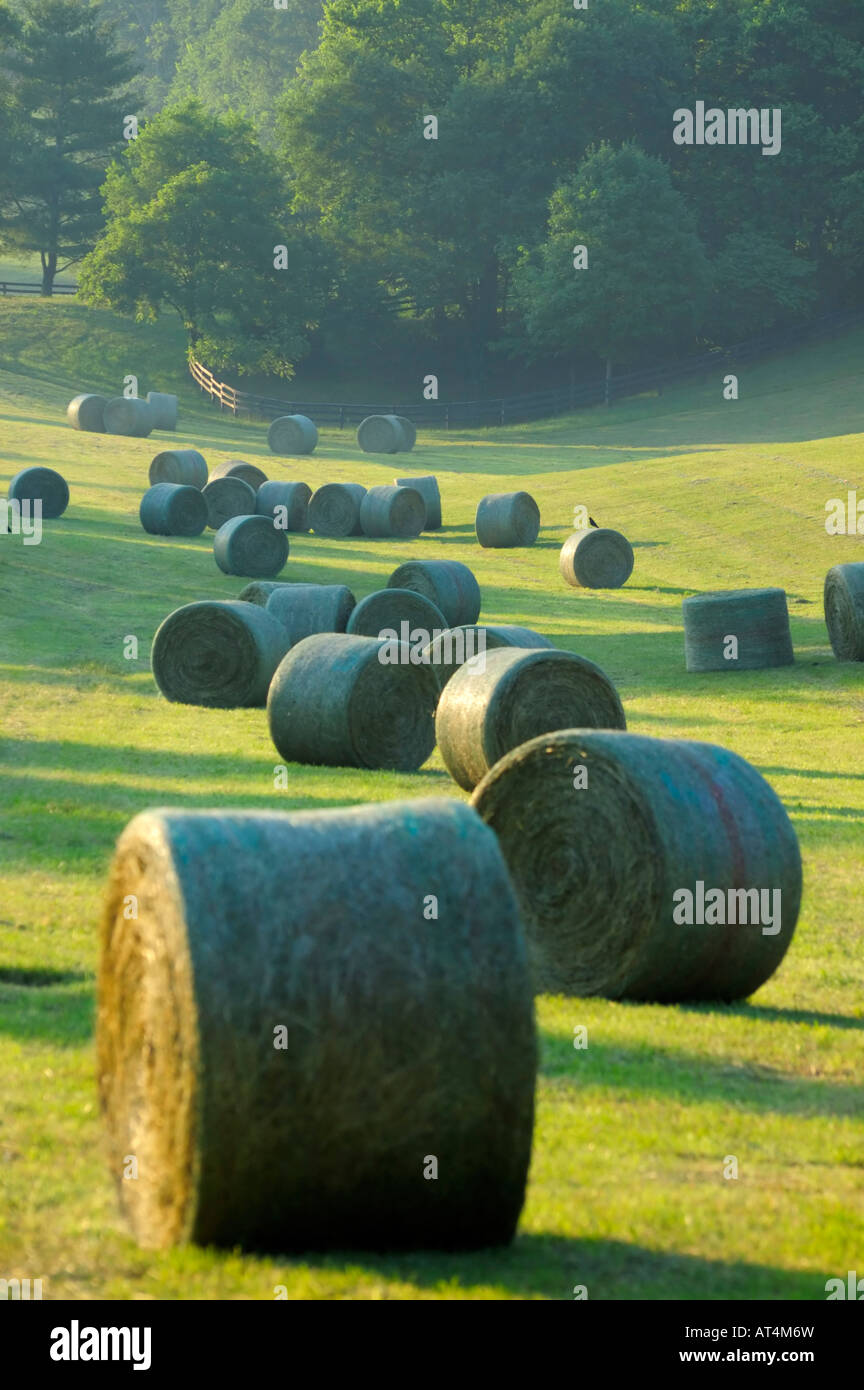 Rolled hay bales in field Stock Photo - Alamy