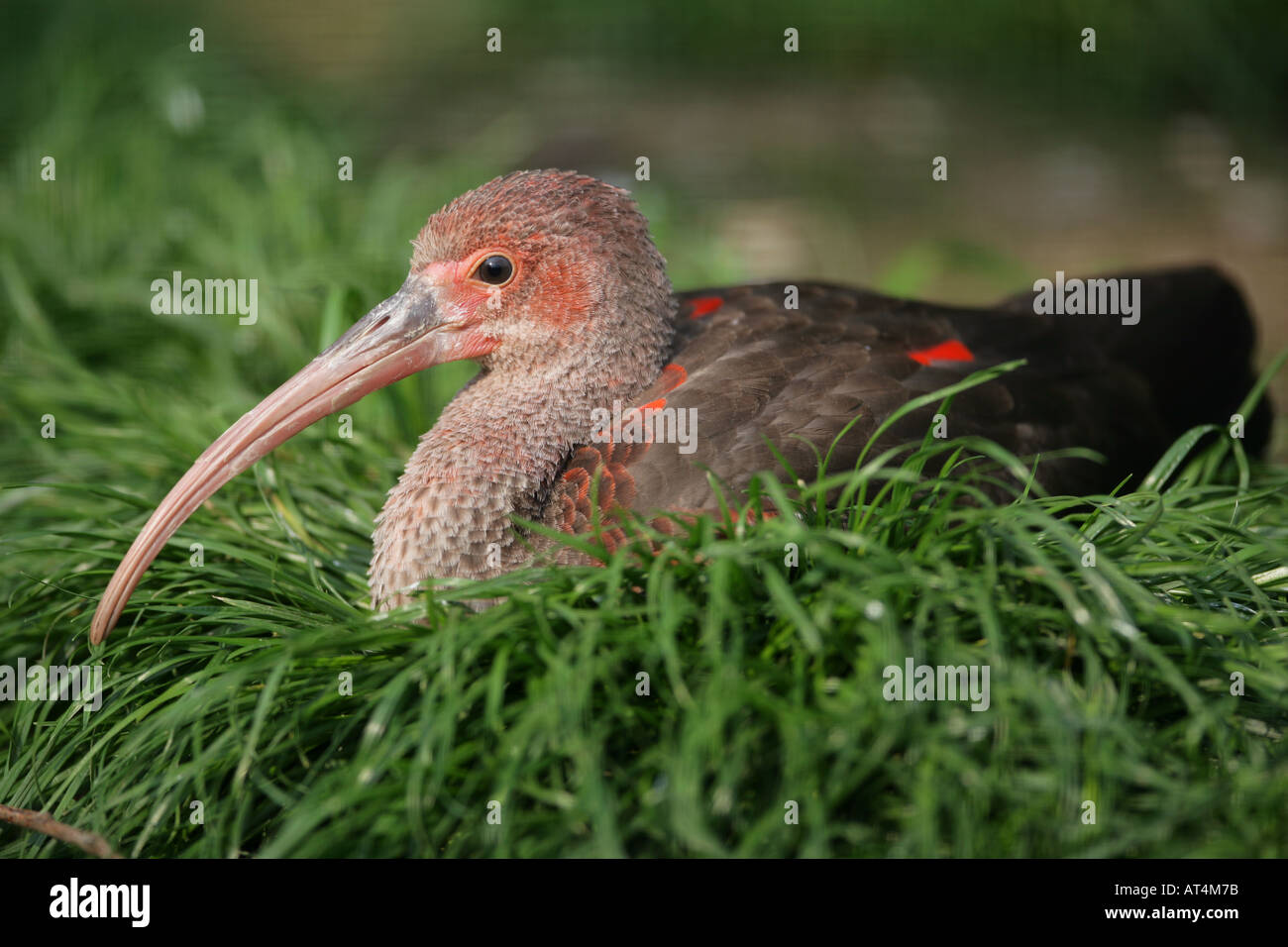 Scarlet Ibis - Eudocimus ruber Stock Photo - Alamy