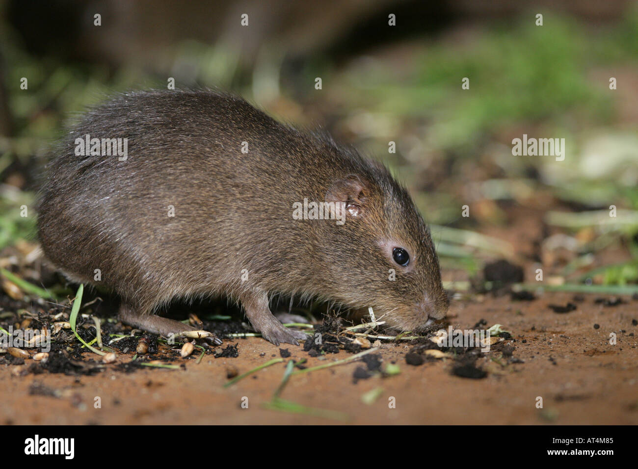 Sumpfwildmeerschweinchen hi-res stock photography and images - Alamy