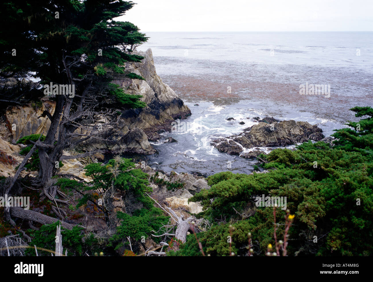 Monterey Cyprus California Stock Photo - Alamy