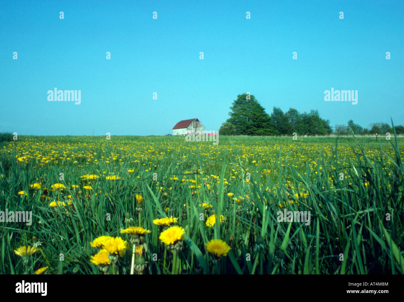 Pennsylvania flowers hi-res stock photography and images - Alamy