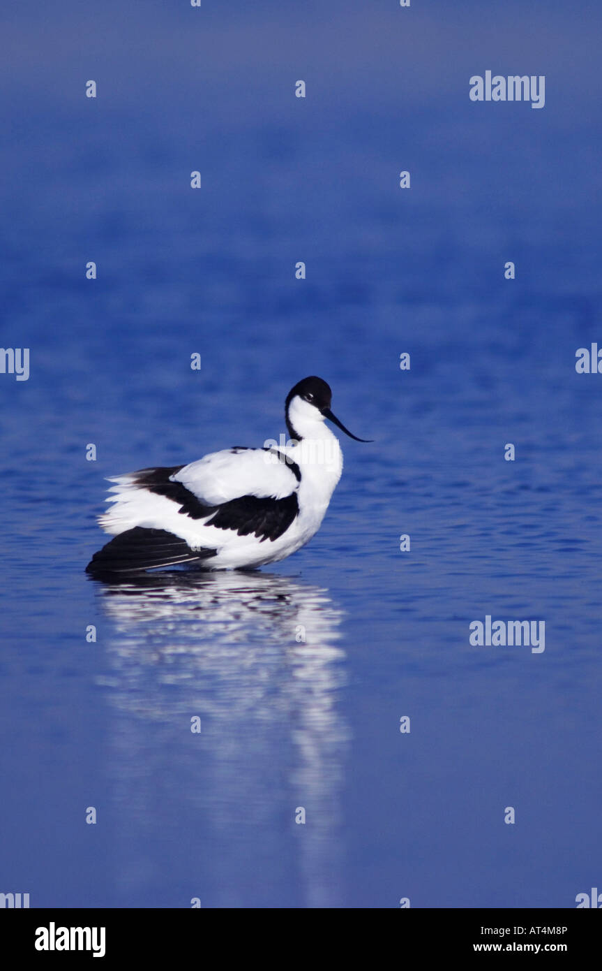 Avocet animal body hi-res stock photography and images - Alamy