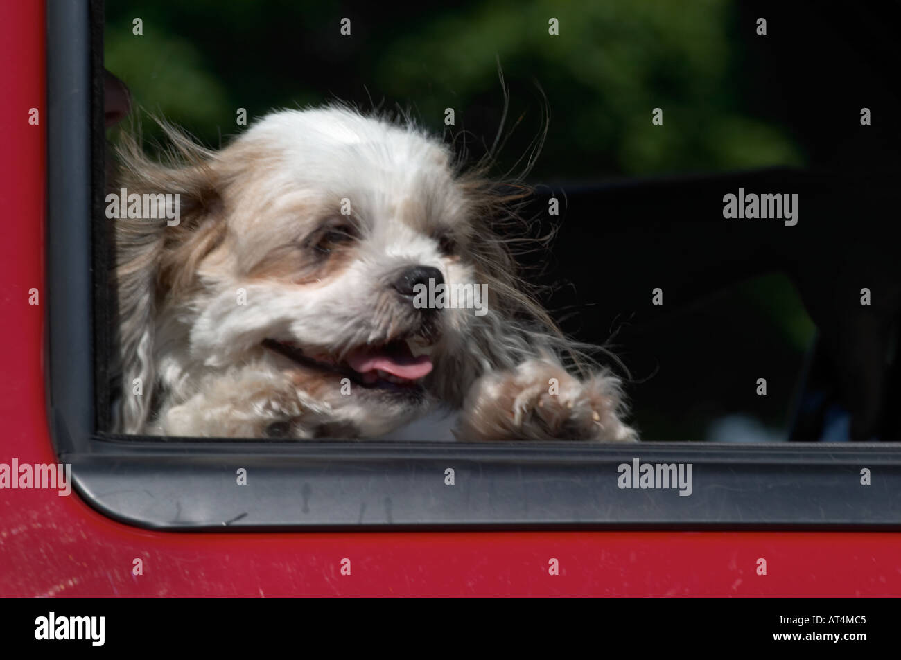 Happy dog looking out car window Stock Photo - Alamy