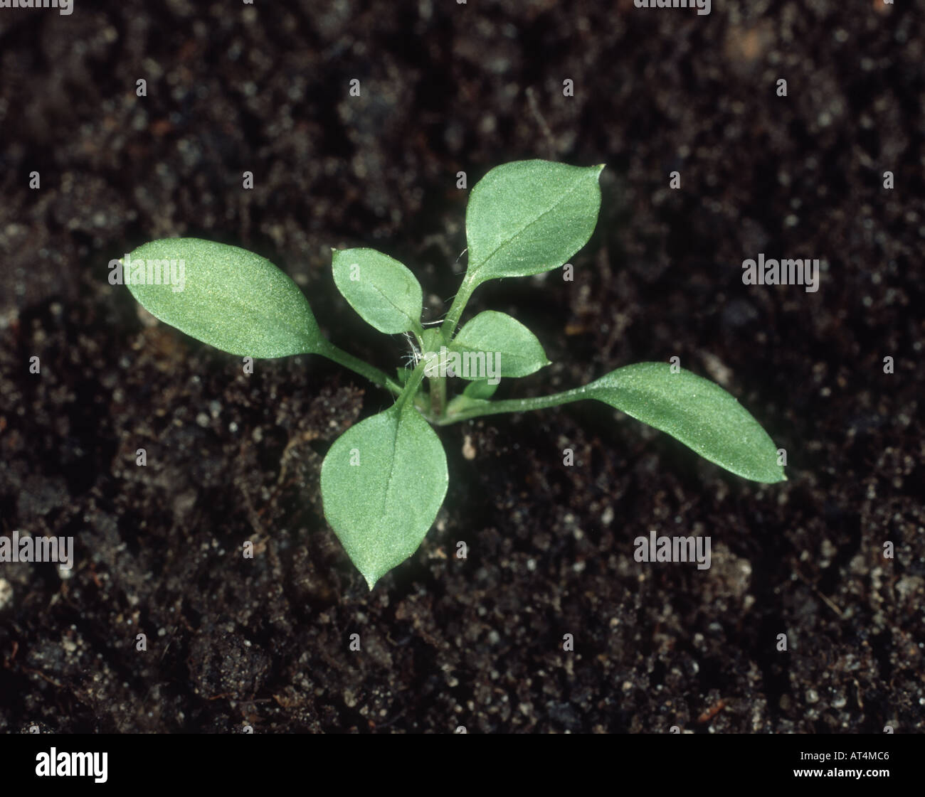 Common Chickweed Seedling