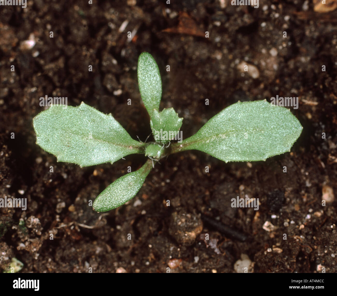 Groundsel Senecio vulgaris seedling with cotyledons first true leaves ...