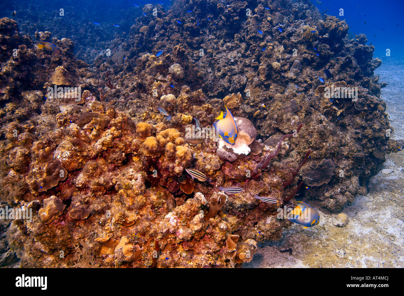 two queen angel fish and several striped parrot fish near colorful ...