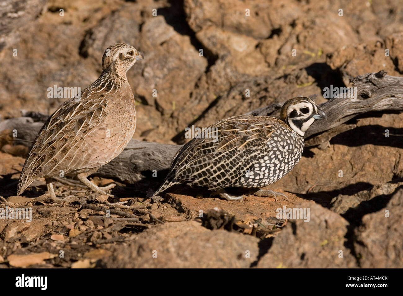 Montezuma Quail male and female, Cyrtonyx montezumae Stock Photo - Alamy
