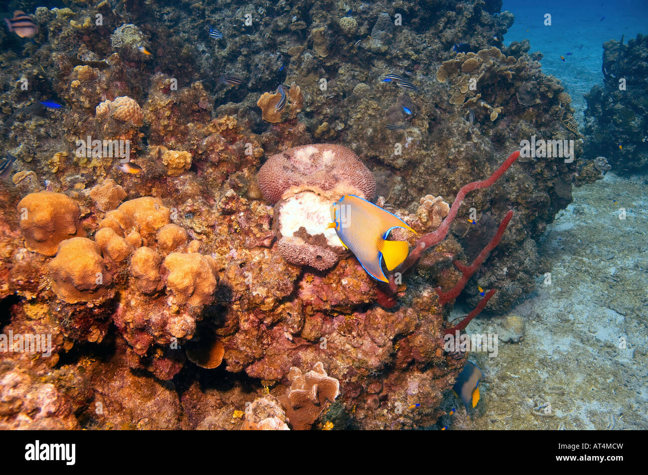 blue and yellow queen angel fish near colorful coral reef in caribbean ...