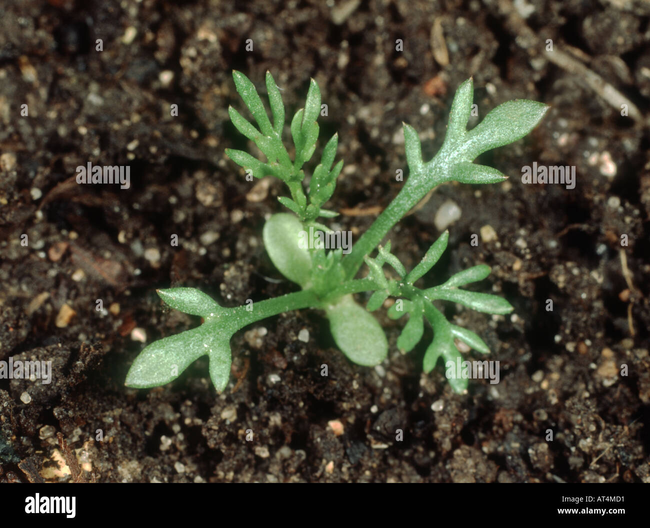 Scentless Mayweed Leaves High Resolution Stock Photography and Images ...