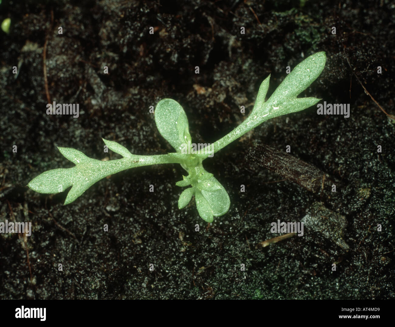 Scentless mayweed Tripleurospermum inodorum seedling with two true ...