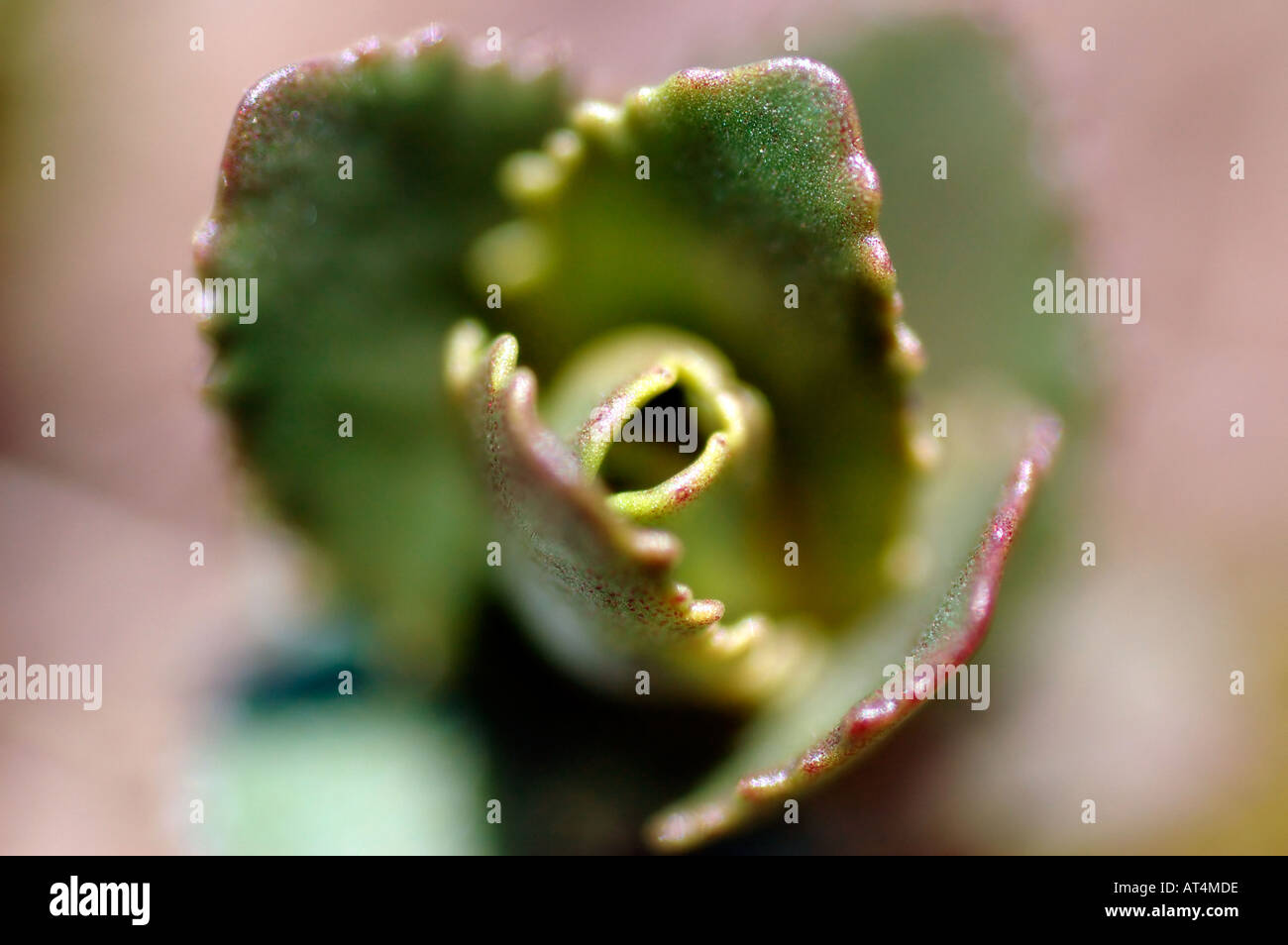 Singular succulent hi-res stock photography and images - Alamy