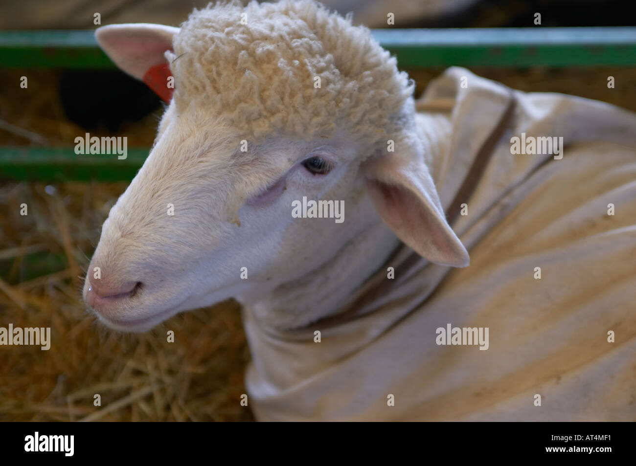 Sheep at county fair Stock Photo - Alamy