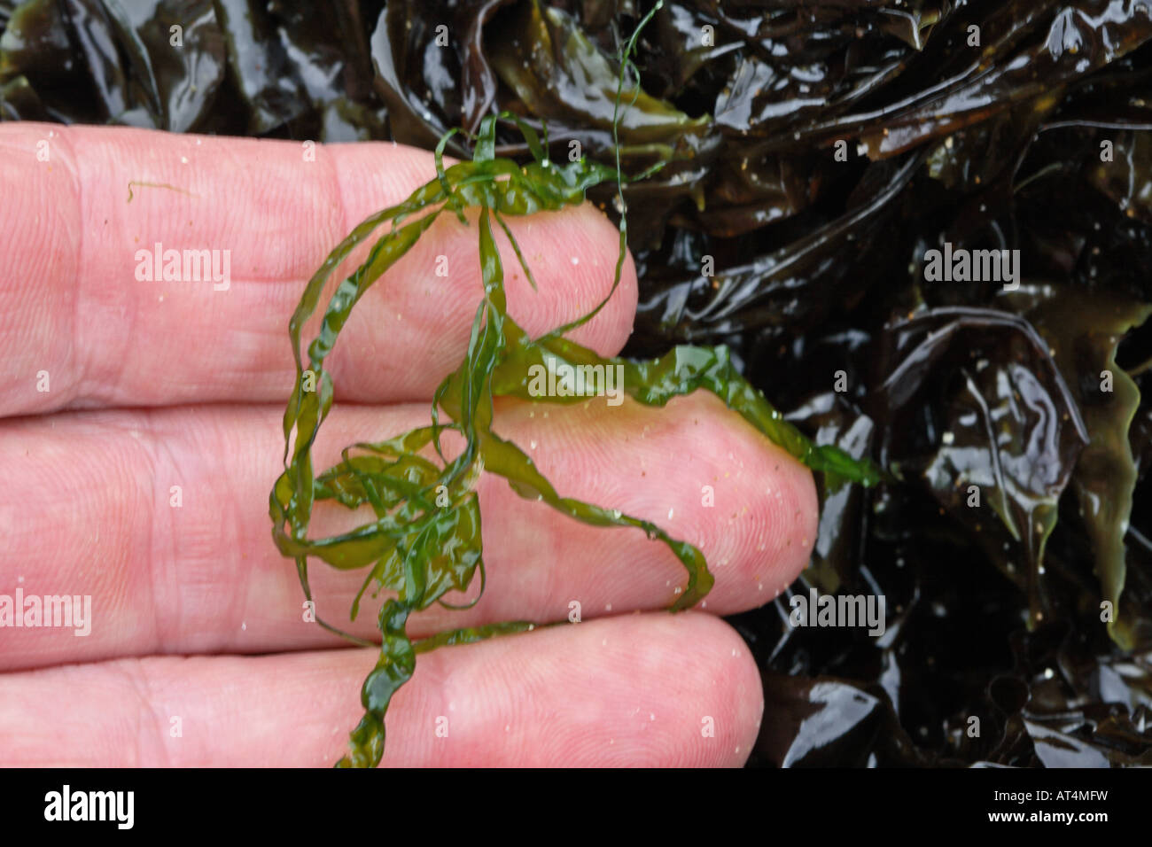 Porphyra hi-res stock photography and images - Alamy