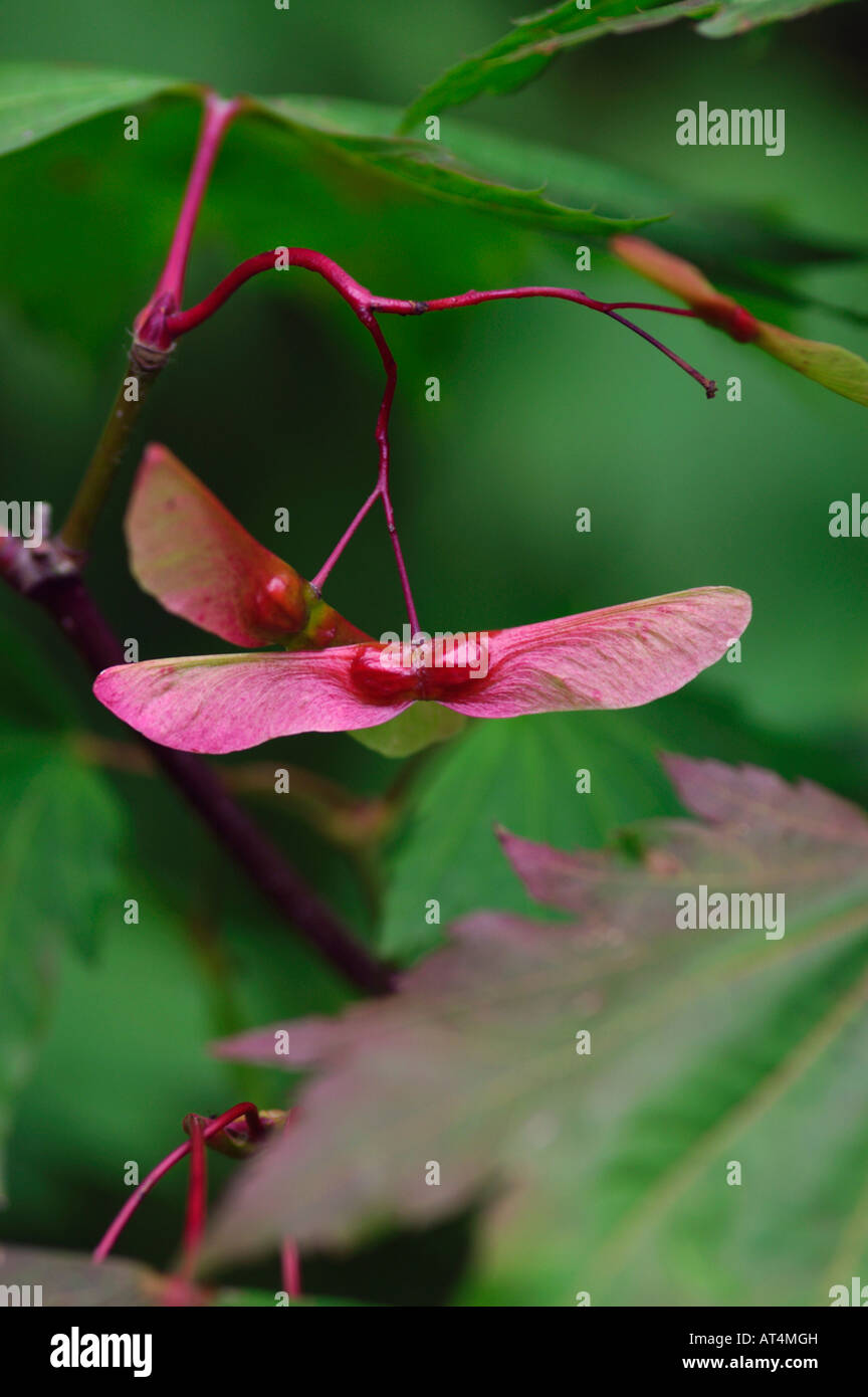 Acer japonicum samara or seed Stock Photo - Alamy