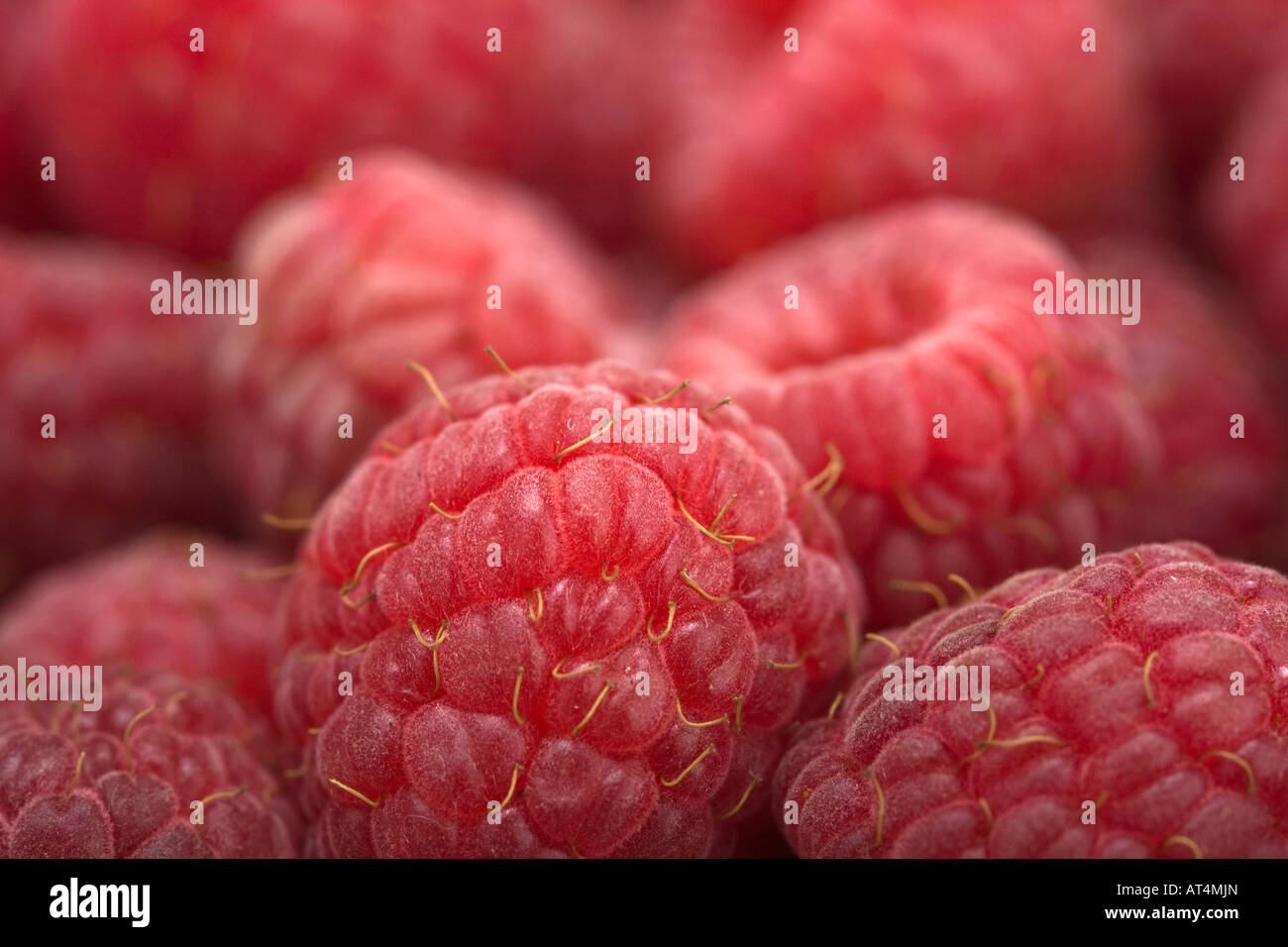 Raspberry hi res hi-res stock photography and images - Alamy