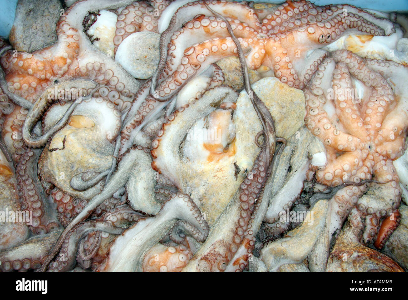 Octopus in fisherman's basket Stock Photo - Alamy
