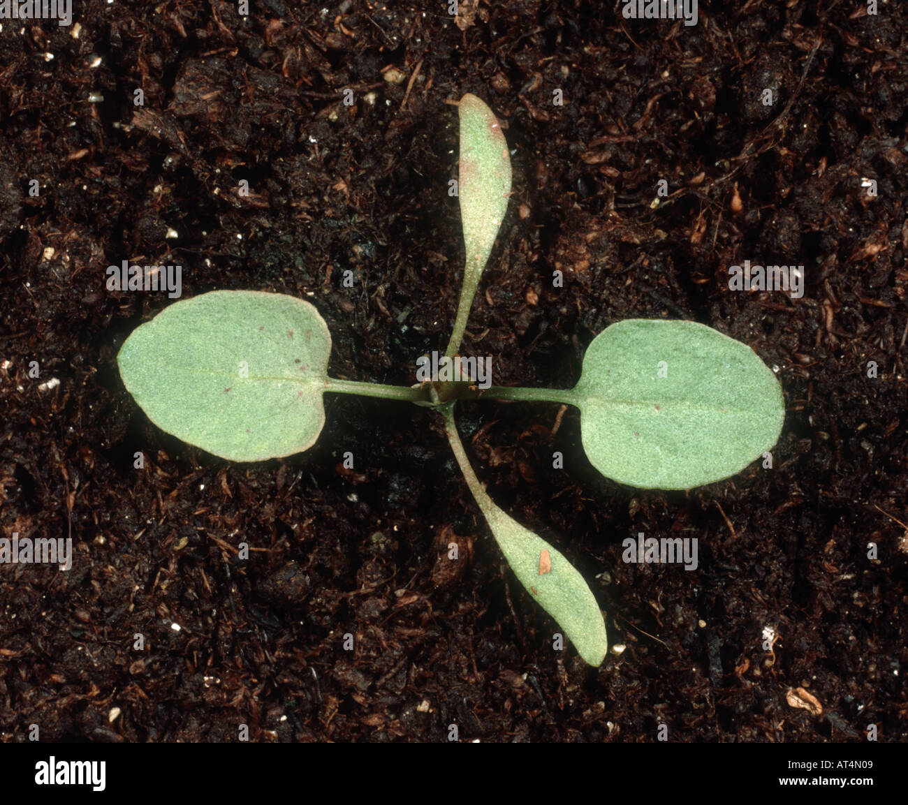 Curled dock Rumex crispus seedling with two true leaves Stock Photo - Alamy