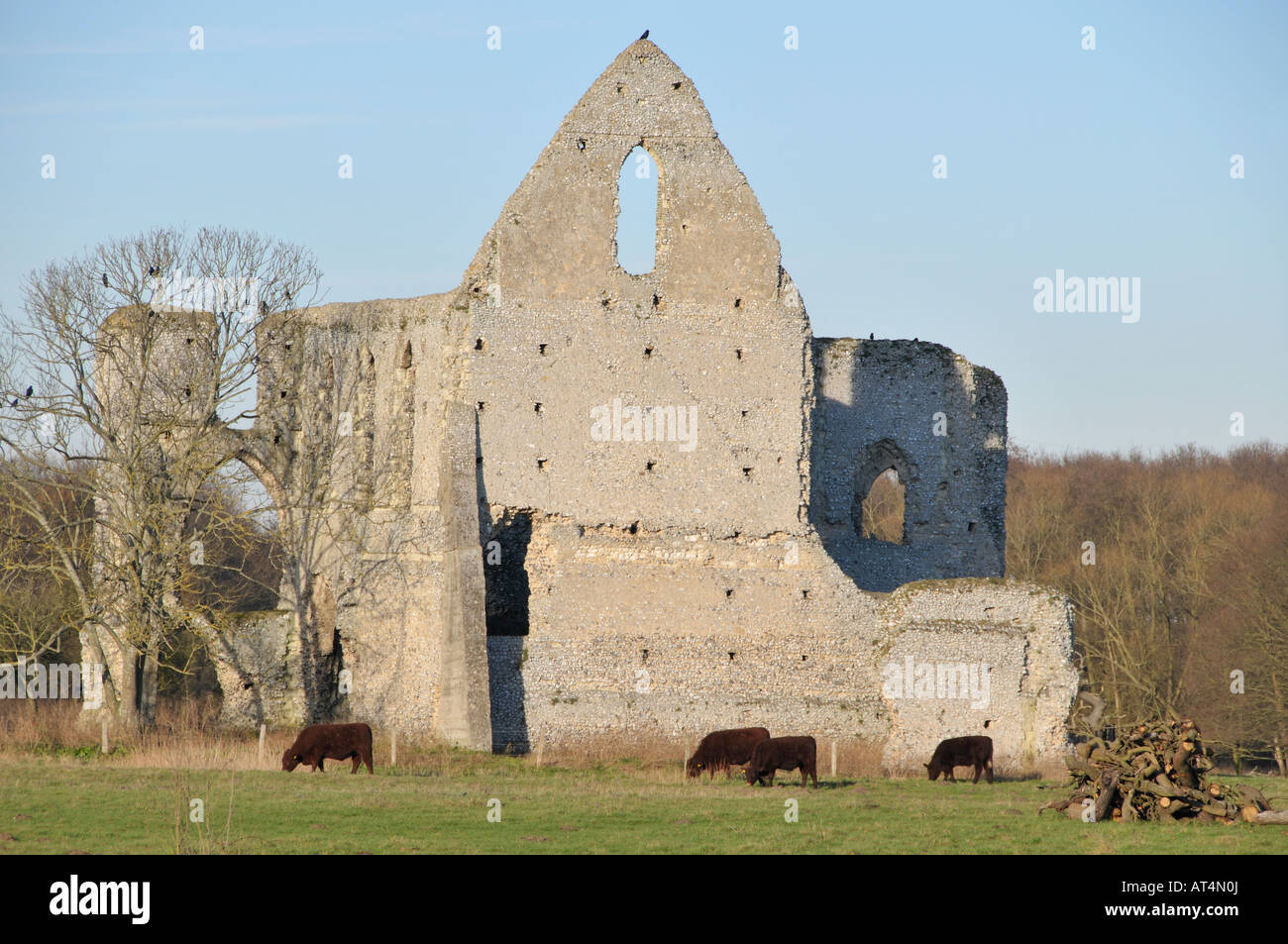 Newark Priory with cattle Stock Photo - Alamy