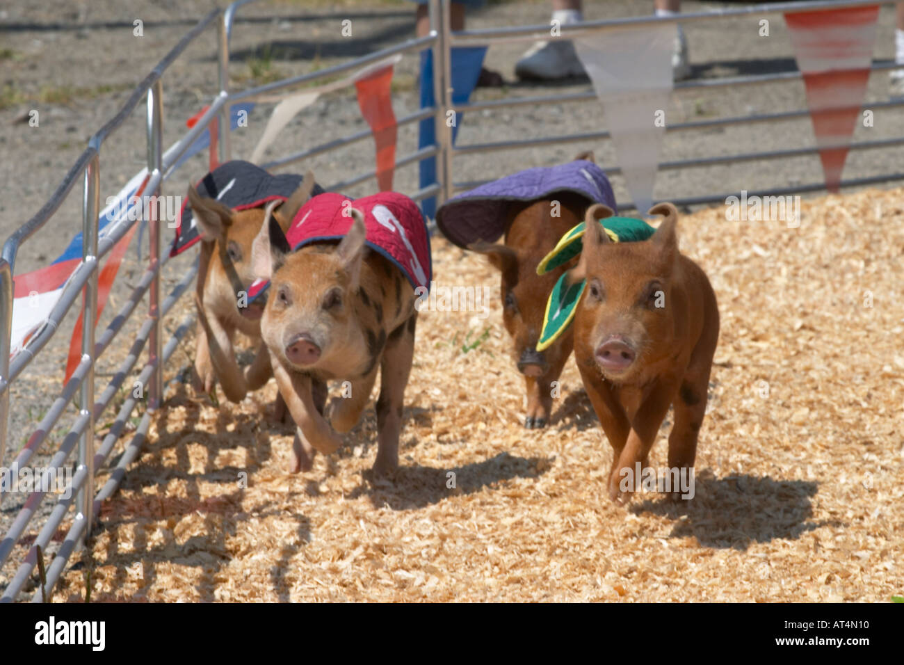 Pig races at the Erie County Fair and Expo in Hamburg New York Stock ...