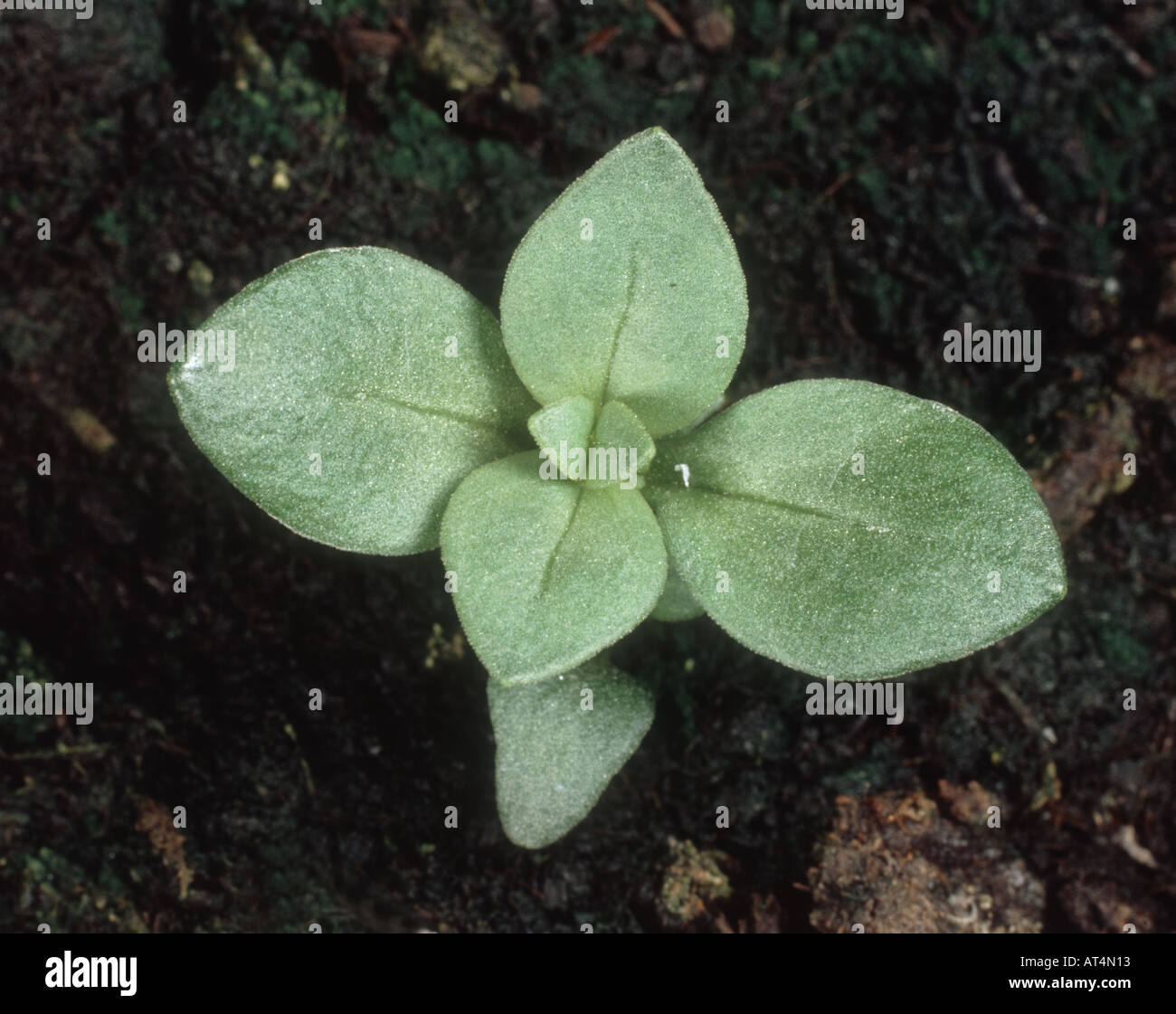 Anagallis arvensis seedling hi-res stock photography and images - Alamy