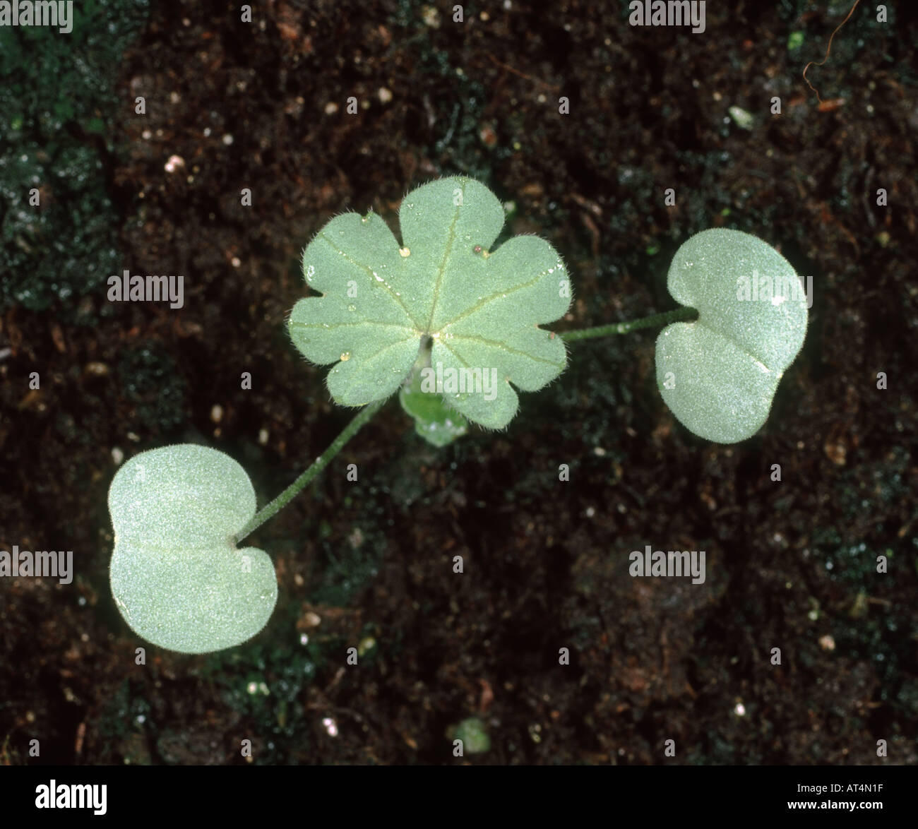 Doves foot cranesbill Geranium molle seedling with one true leaf Stock ...