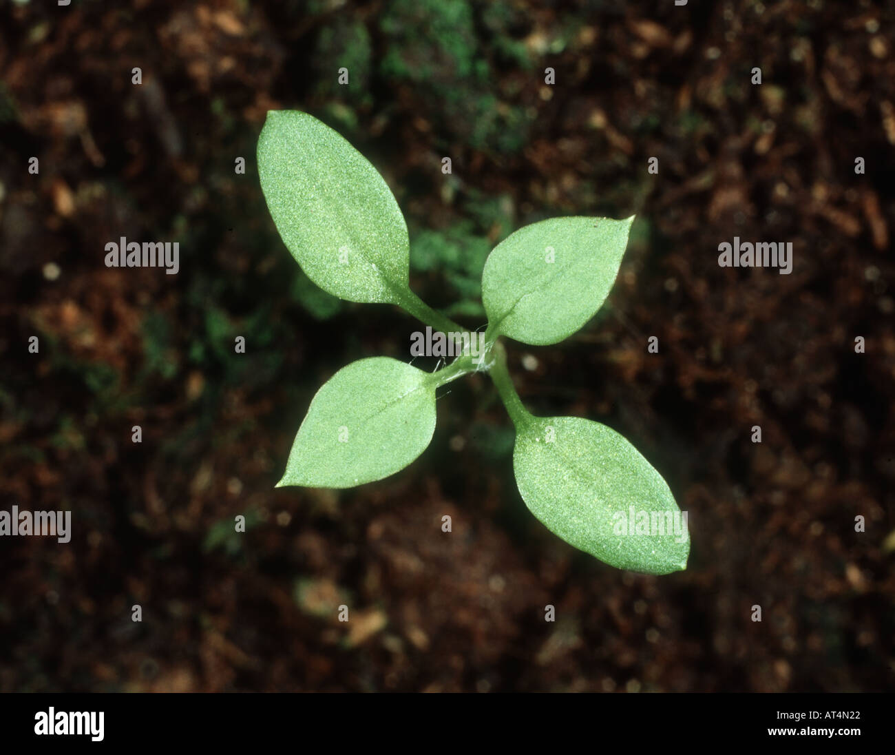 Stellaria media seedling hi-res stock photography and images - Alamy