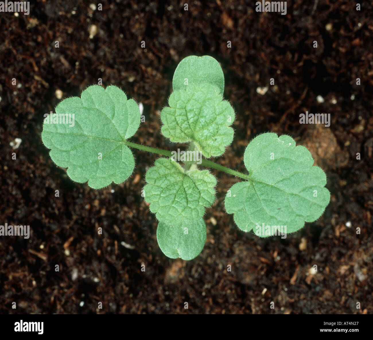 Red dead nettle Lamium purpureum seedling with four true leaves Stock ...