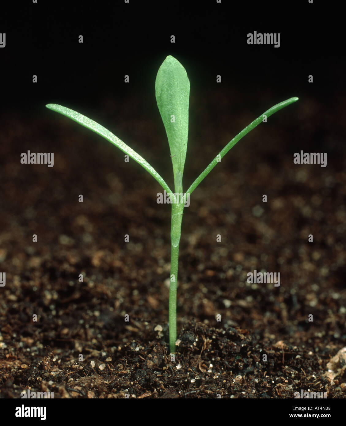 Aviculare hi-res stock photography and images - Alamy