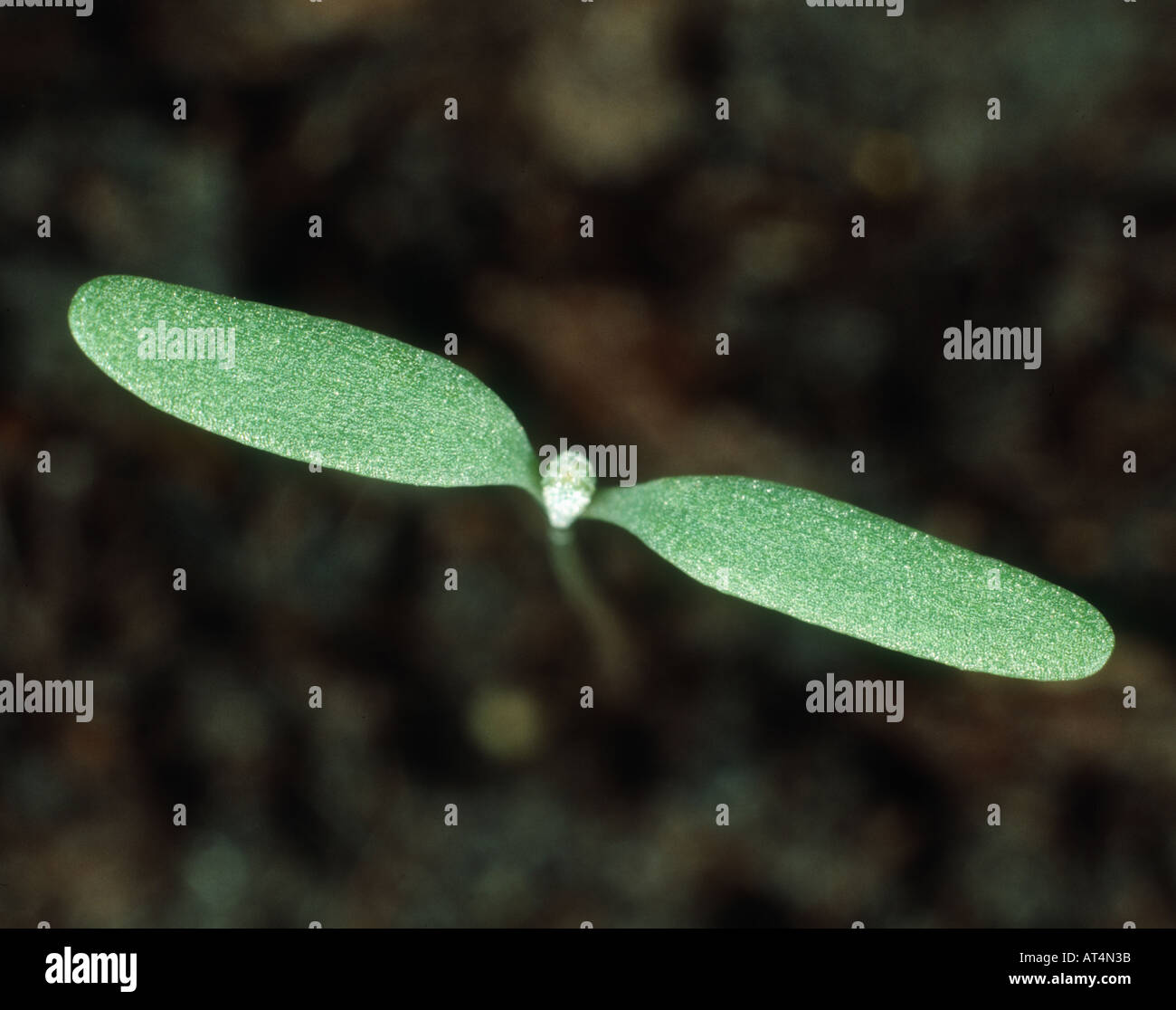 Fat hen chenopodium album seedling hi-res stock photography and images ...