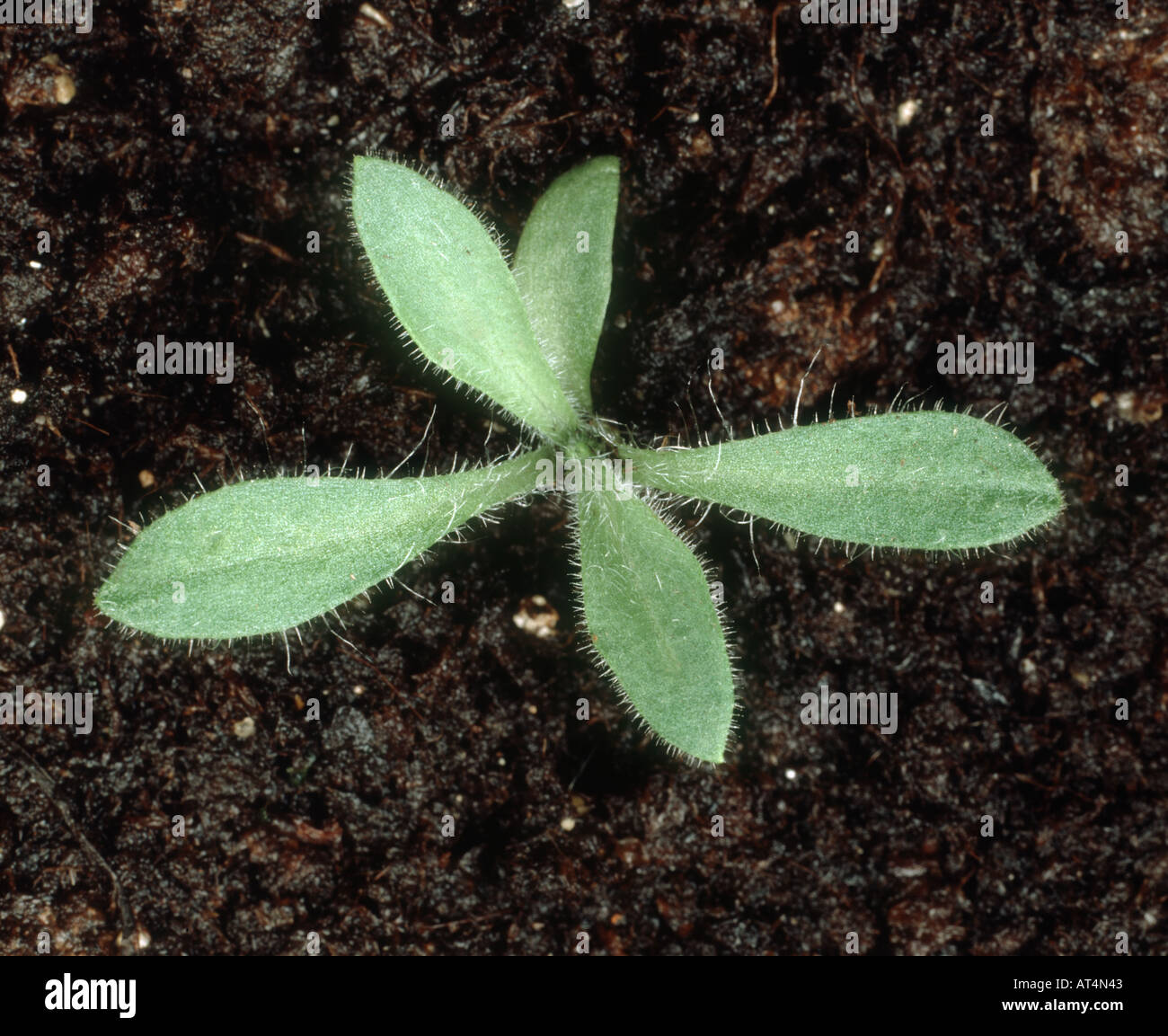 White Campion Silene alba seedling with four true leaves Stock Photo ...