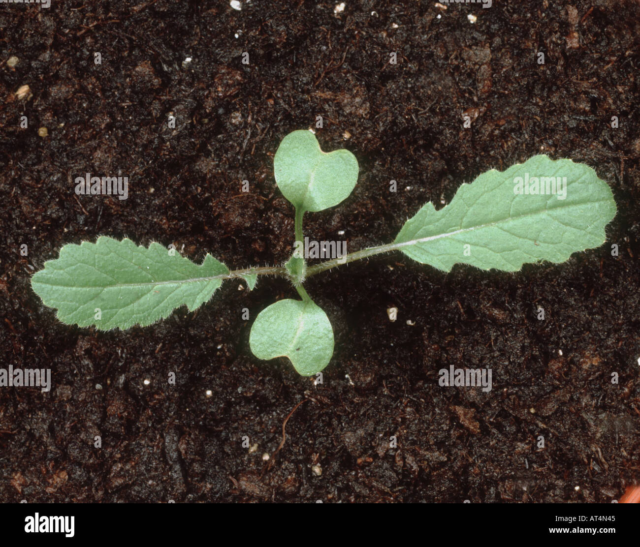 Two cotyledons hi-res stock photography and images - Alamy