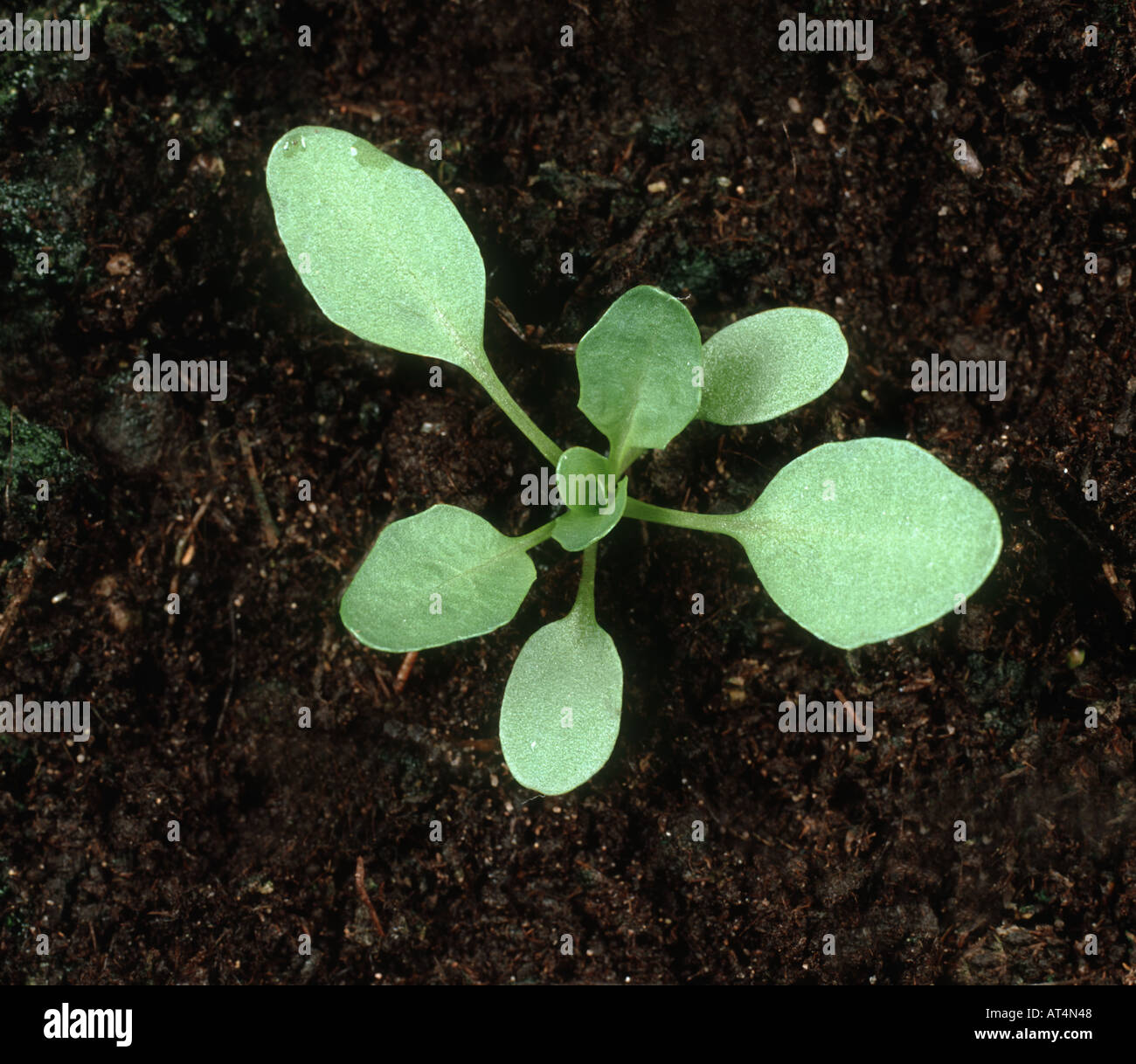 Field Pennycress Seedling