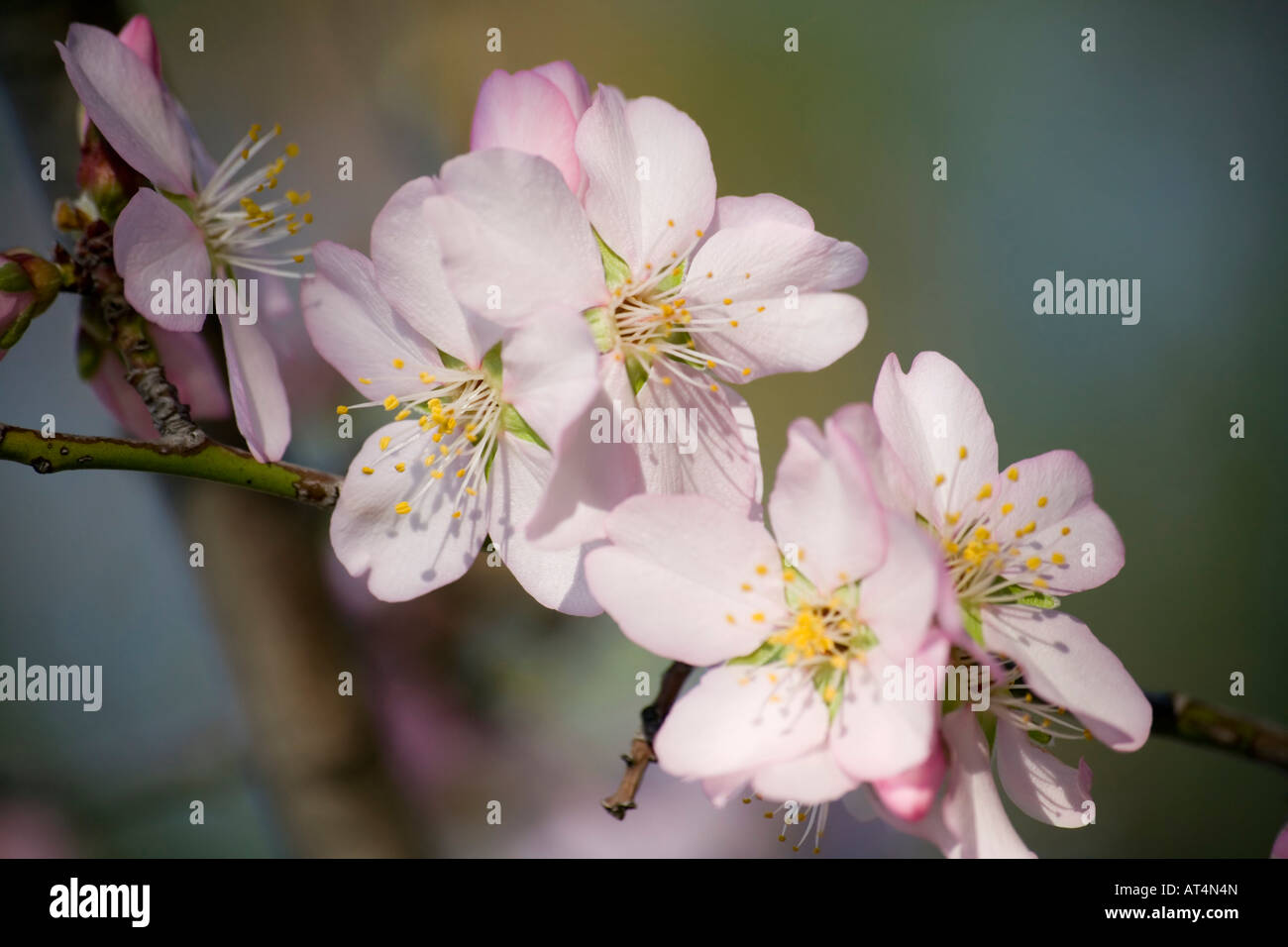 almond tree flowers Stock Photo - Alamy