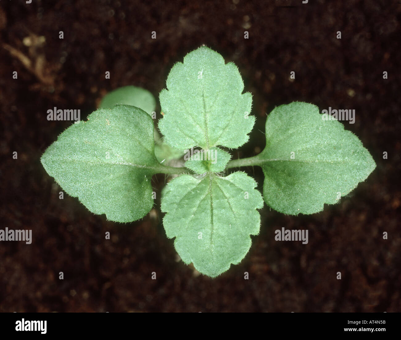 Field speedwell Veronica persica seedling with four true leaves Stock ...