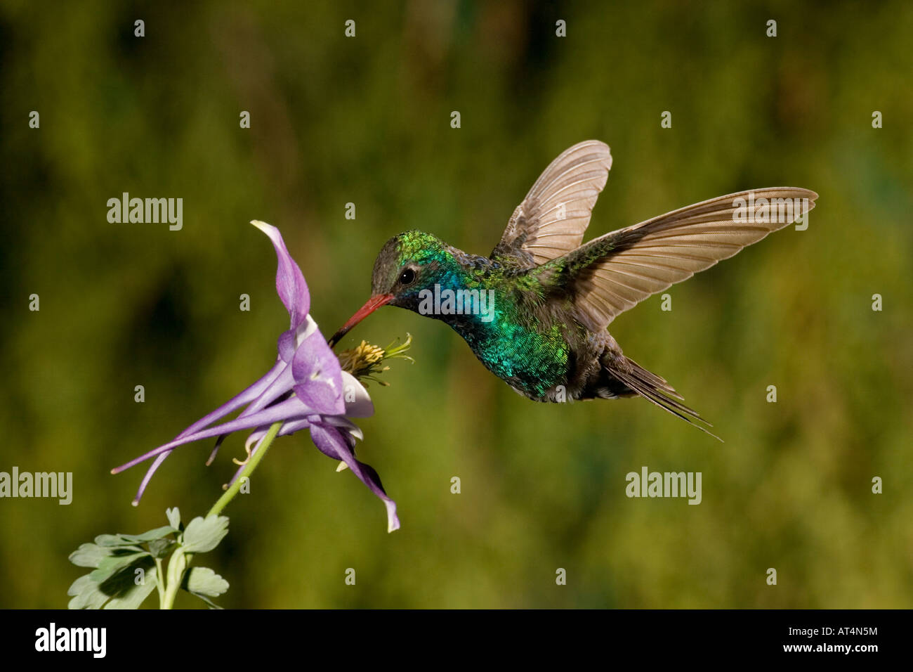 Columbine flower pollinator hi-res stock photography and images - Alamy