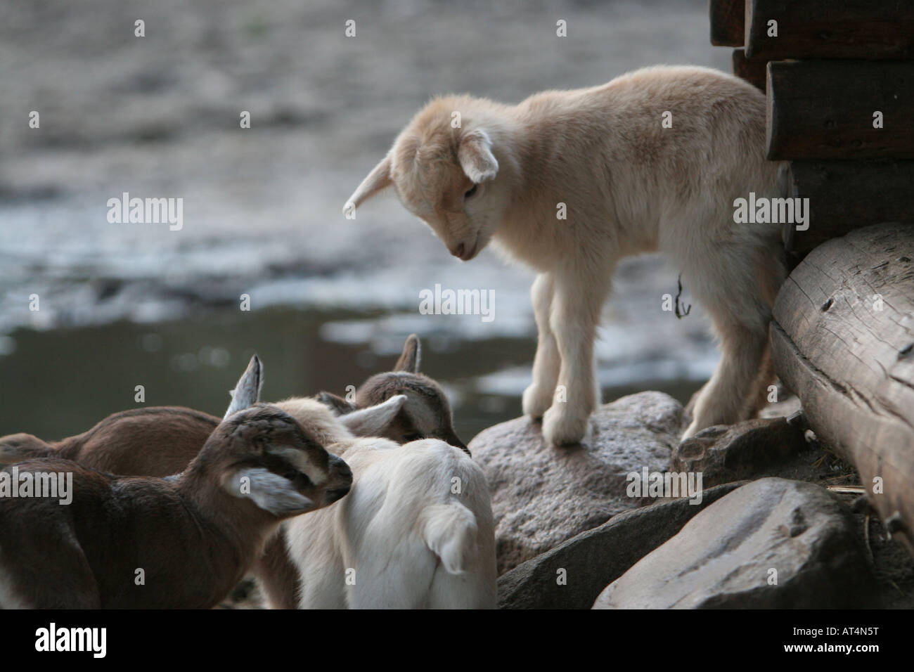 Little goats jumping and playing Stock Photo - Alamy