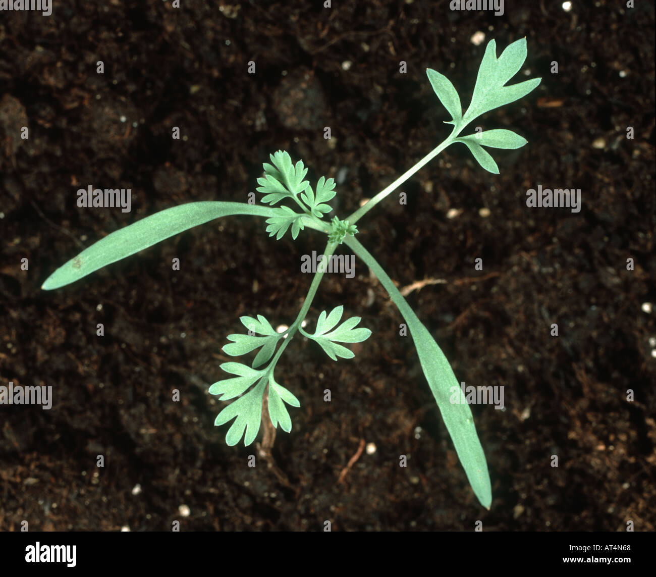 Fumitory Fumaria officinalis seedling with 2 3 true leaves Stock Photo ...
