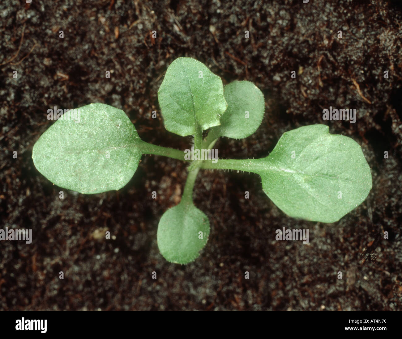 Nipplewort Lapsana communis seedling with 3 true leaves Stock Photo - Alamy