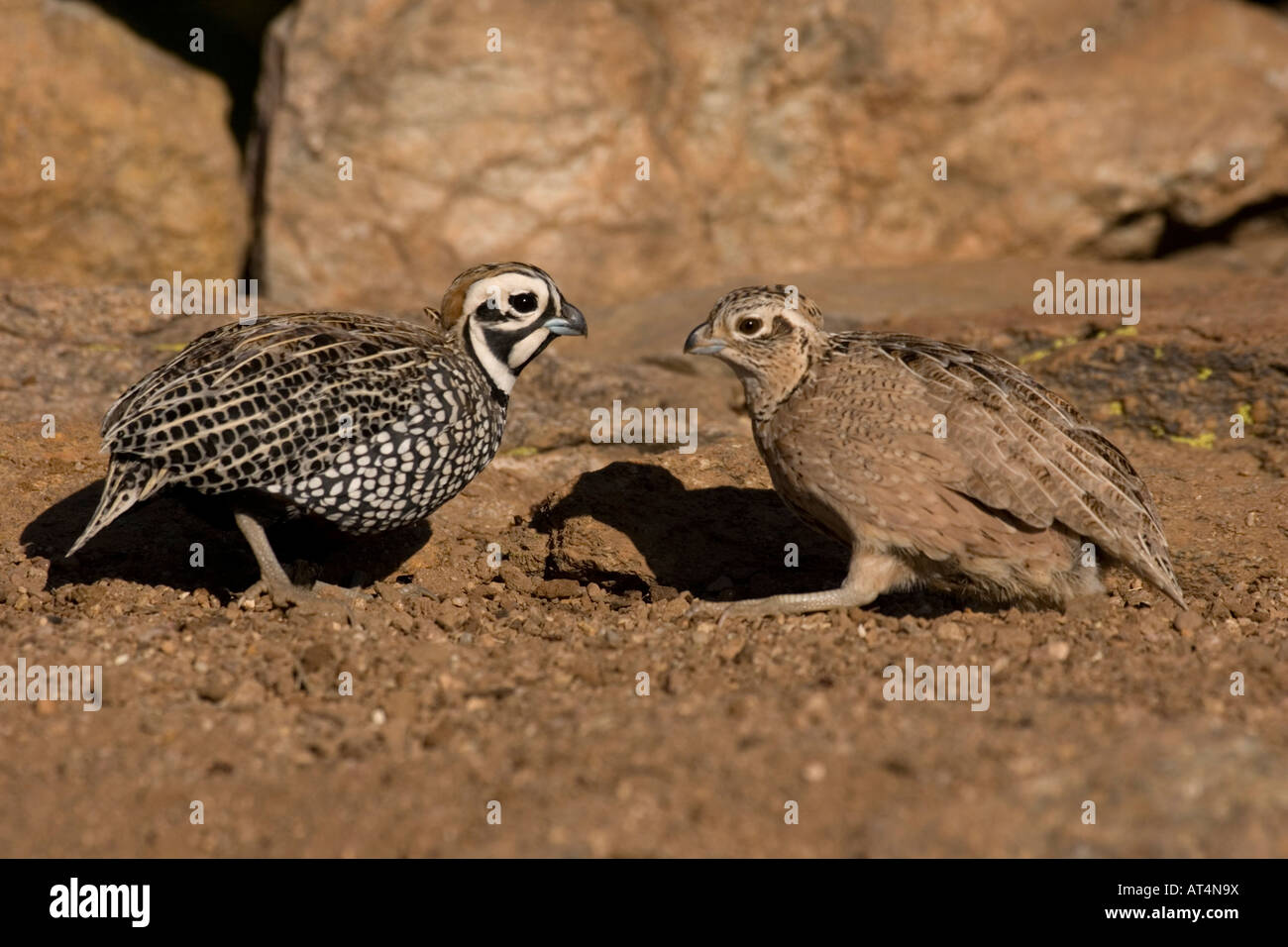 Montezuma Quail male and female, Cyrtonyx montezumae Stock Photo - Alamy