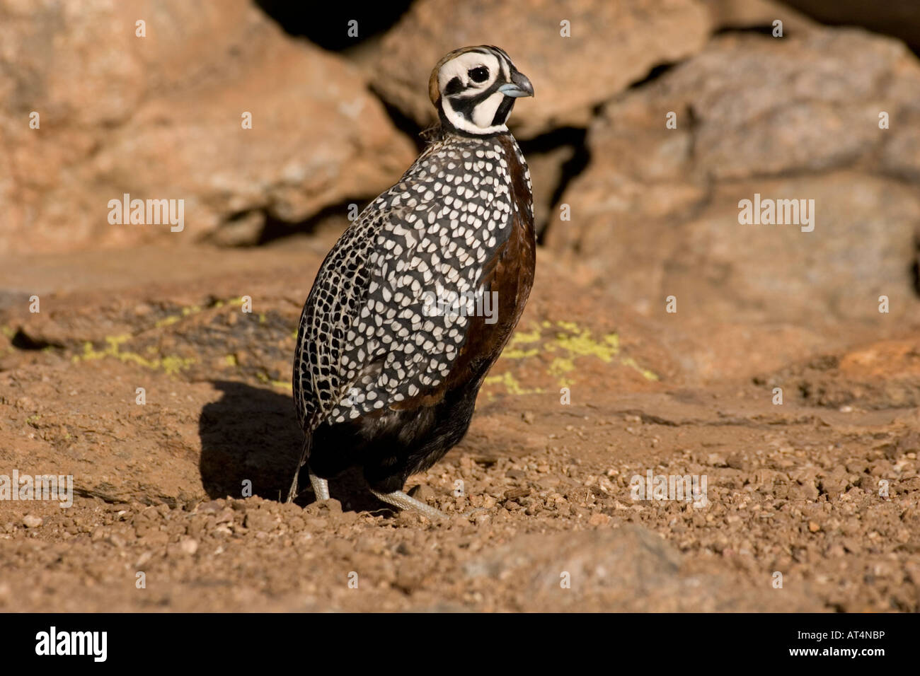 Mearns quail hi-res stock photography and images - Alamy