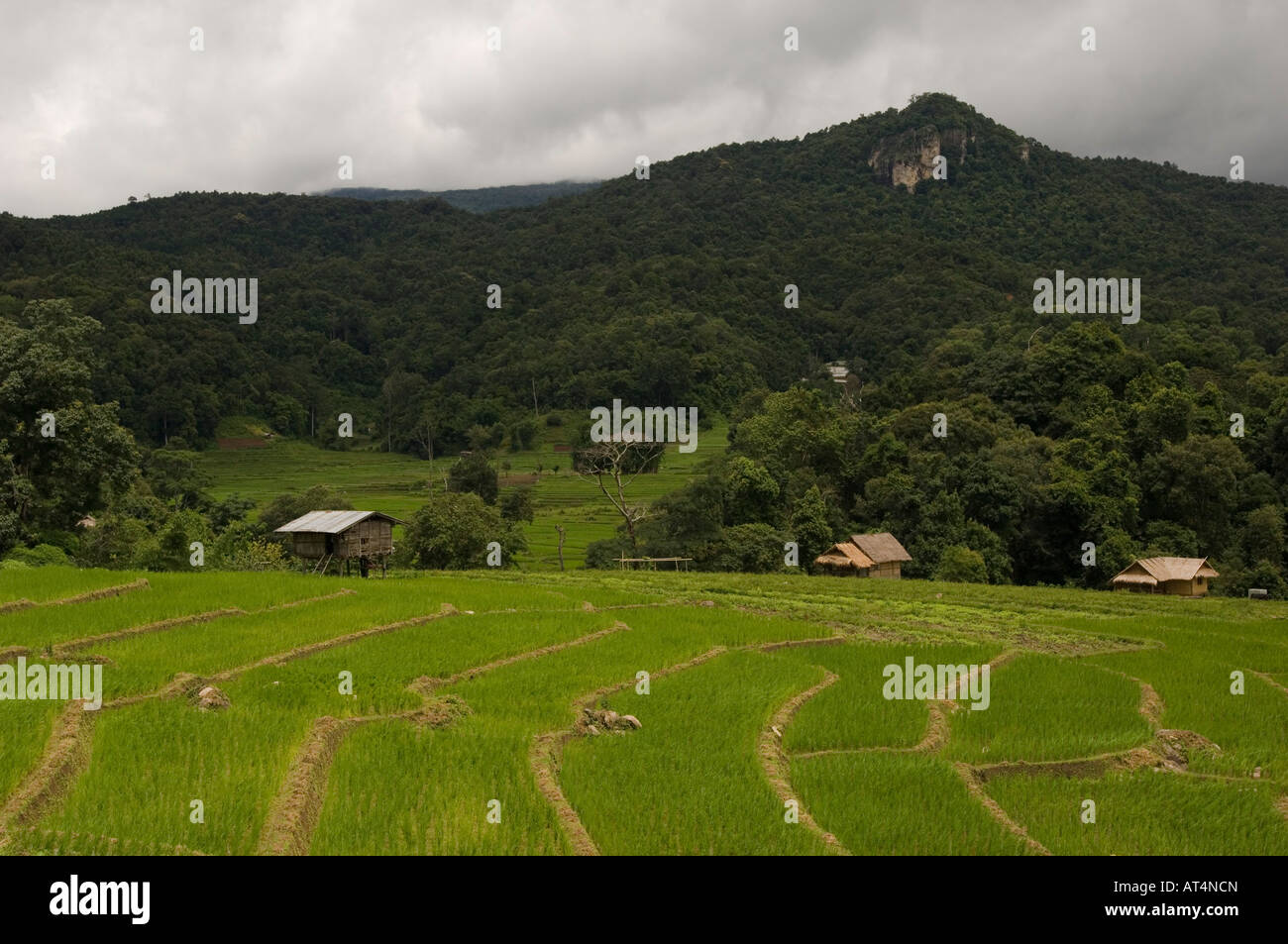 Rice Paddies near a Karen hilltribe village Doi Inthanon National Park ...