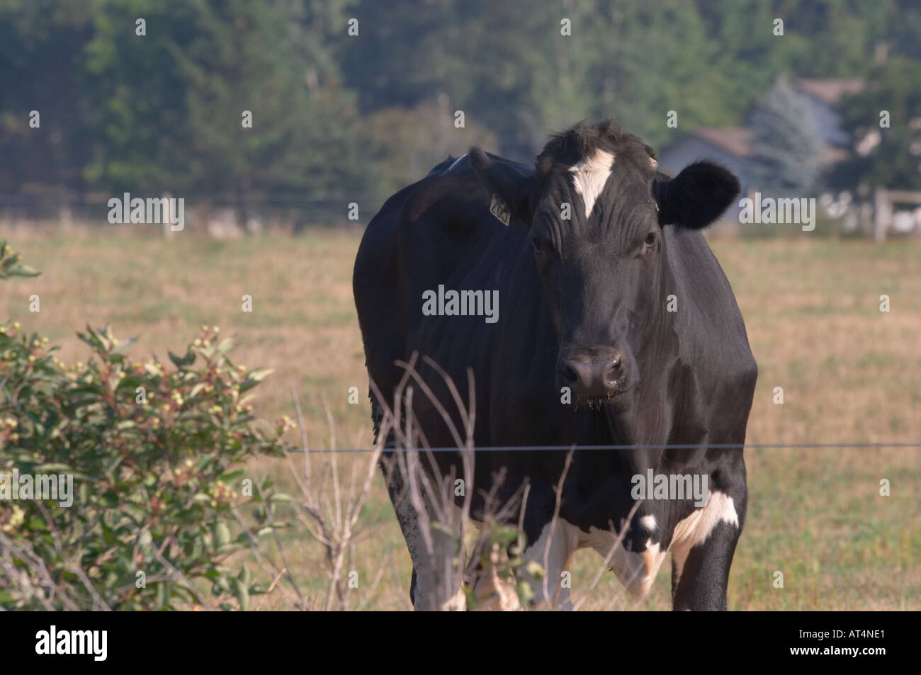 White cow alone in hi-res stock photography and images - Alamy