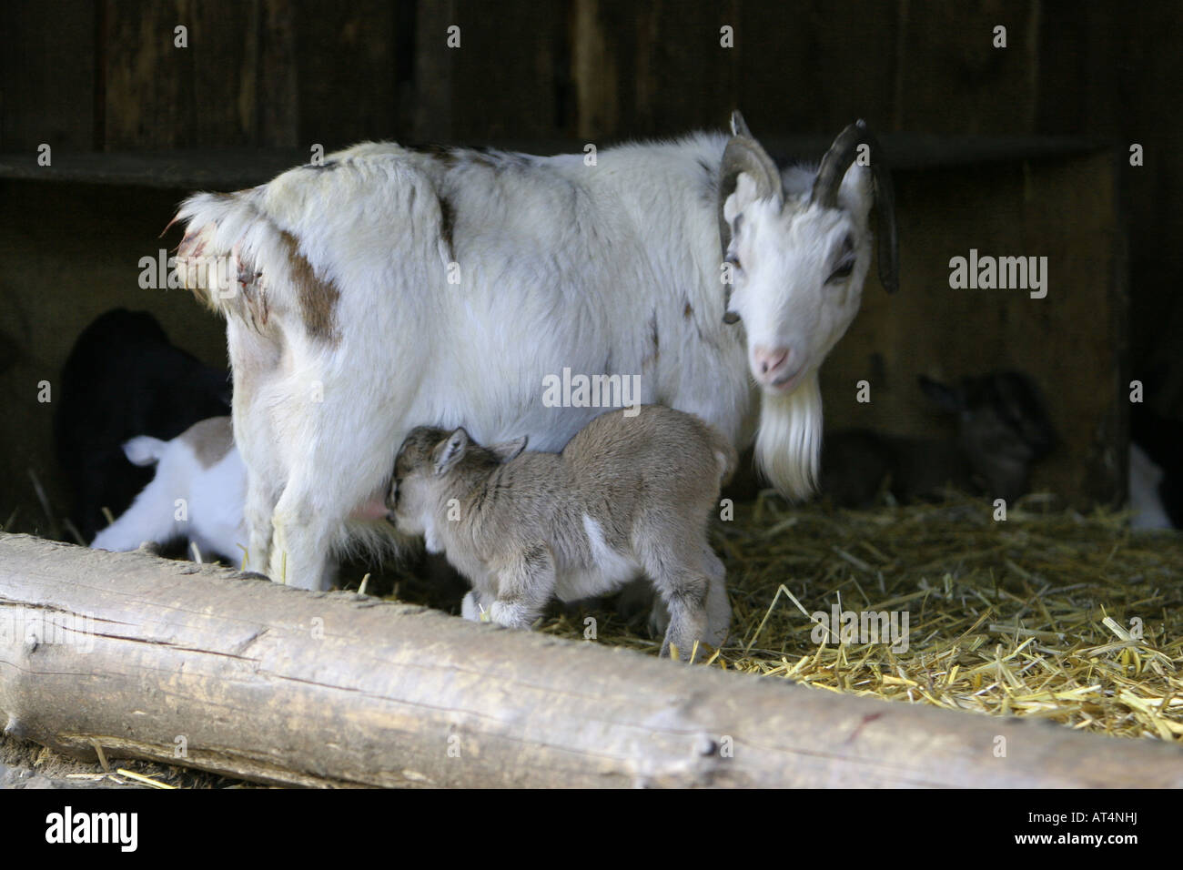 Little goats jumping and playing Stock Photo - Alamy