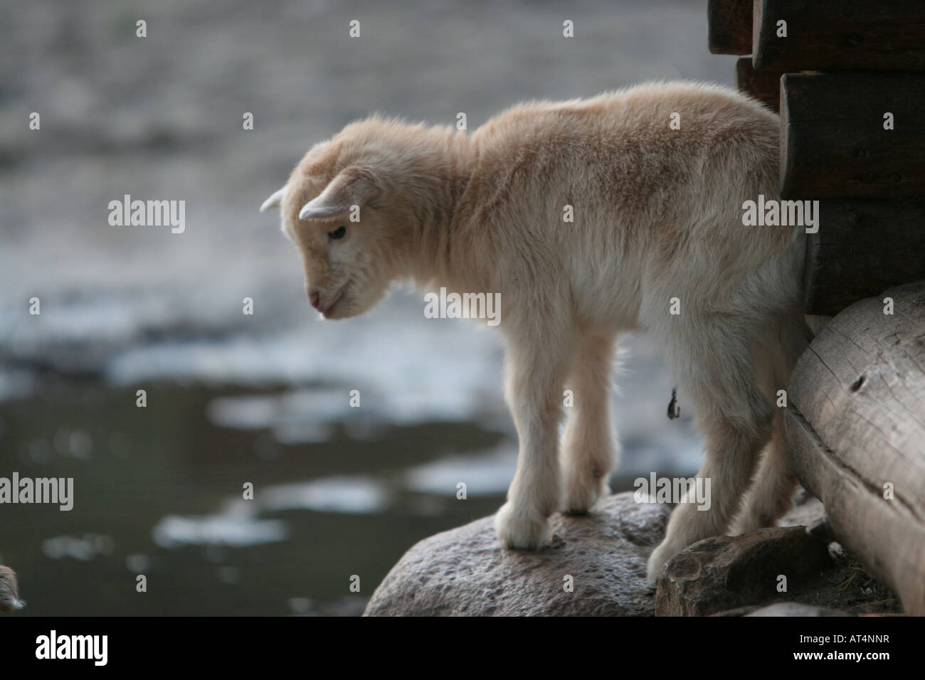 Jumping goats hi-res stock photography and images - Alamy