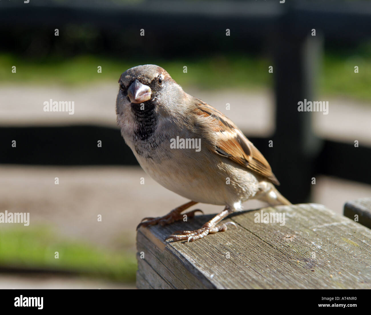 English perches hi-res stock photography and images - Alamy