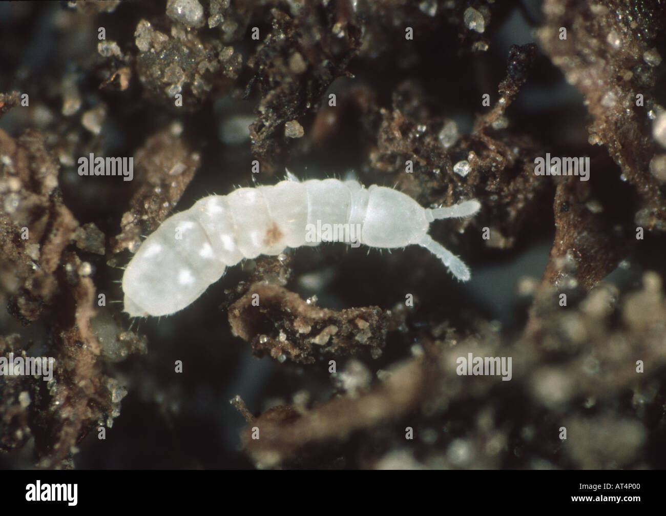 Soil living springtail Onychiurus sp Stock Photo - Alamy