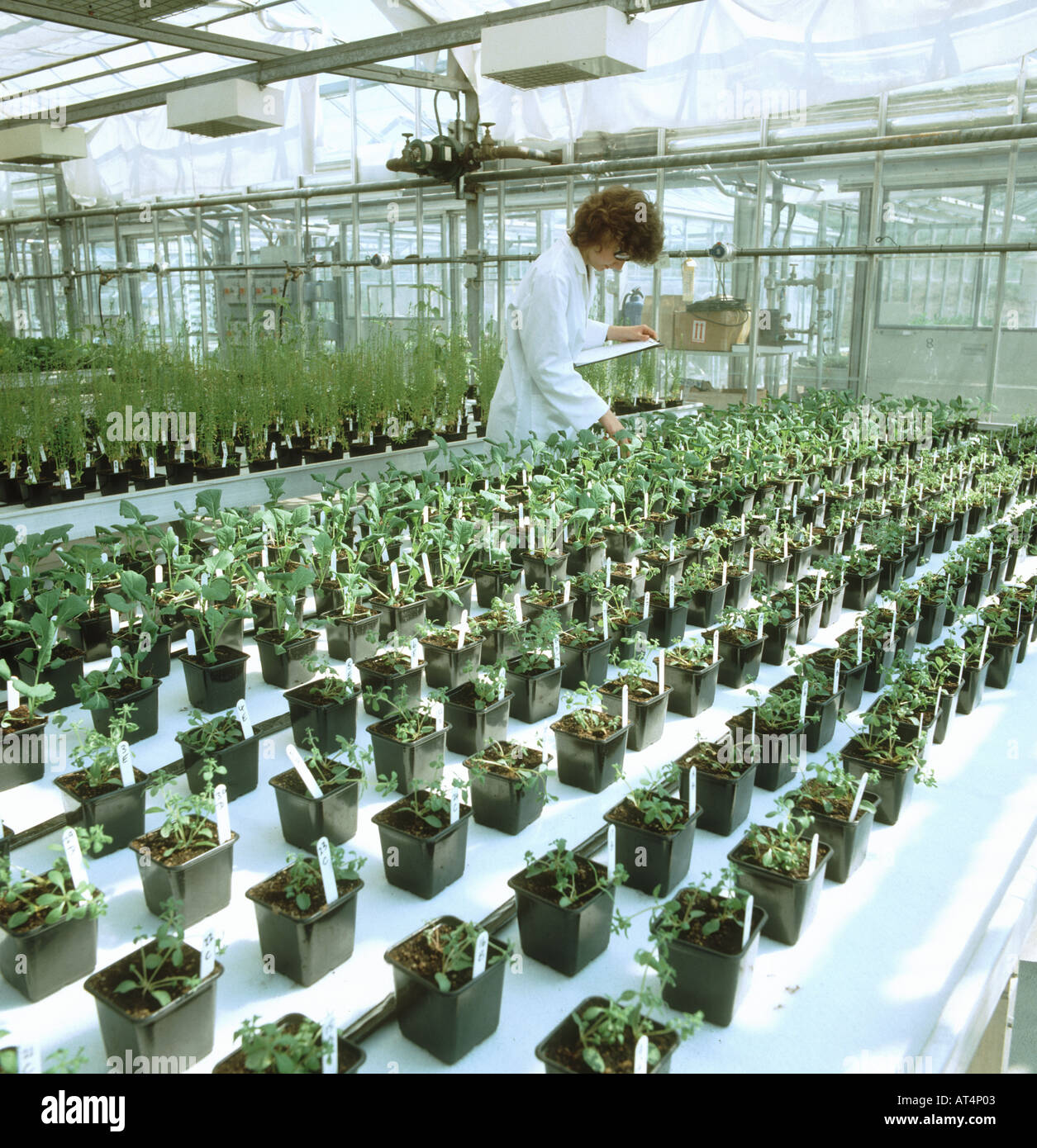 Screening plants hi-res stock photography and images - Alamy