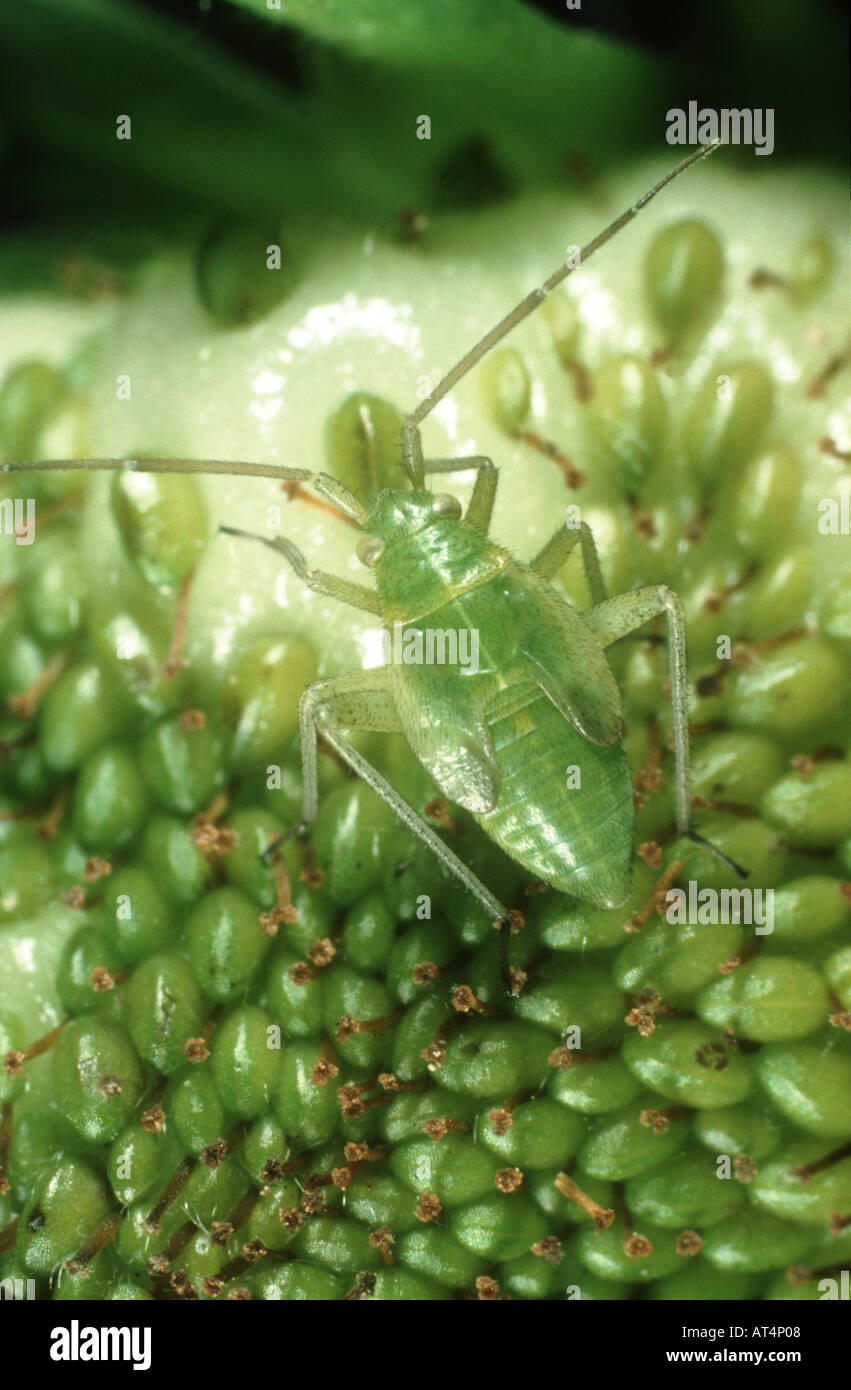Potato capsid bug hi-res stock photography and images - Alamy