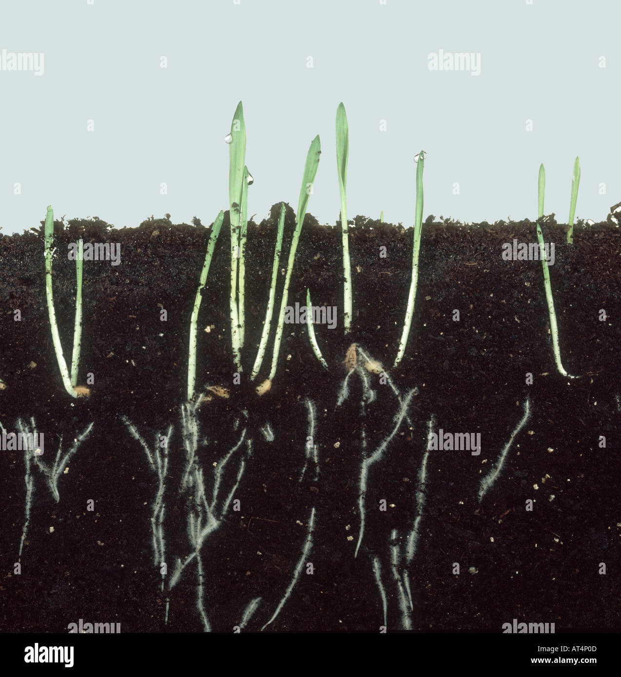 Germinating barley seeds showing young shoots and root development ...
