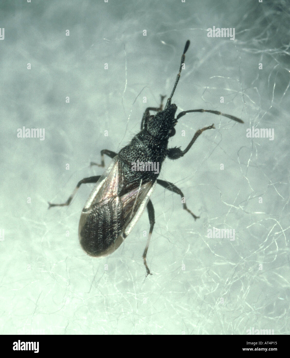 Cotton seed pest hi-res stock photography and images - Alamy